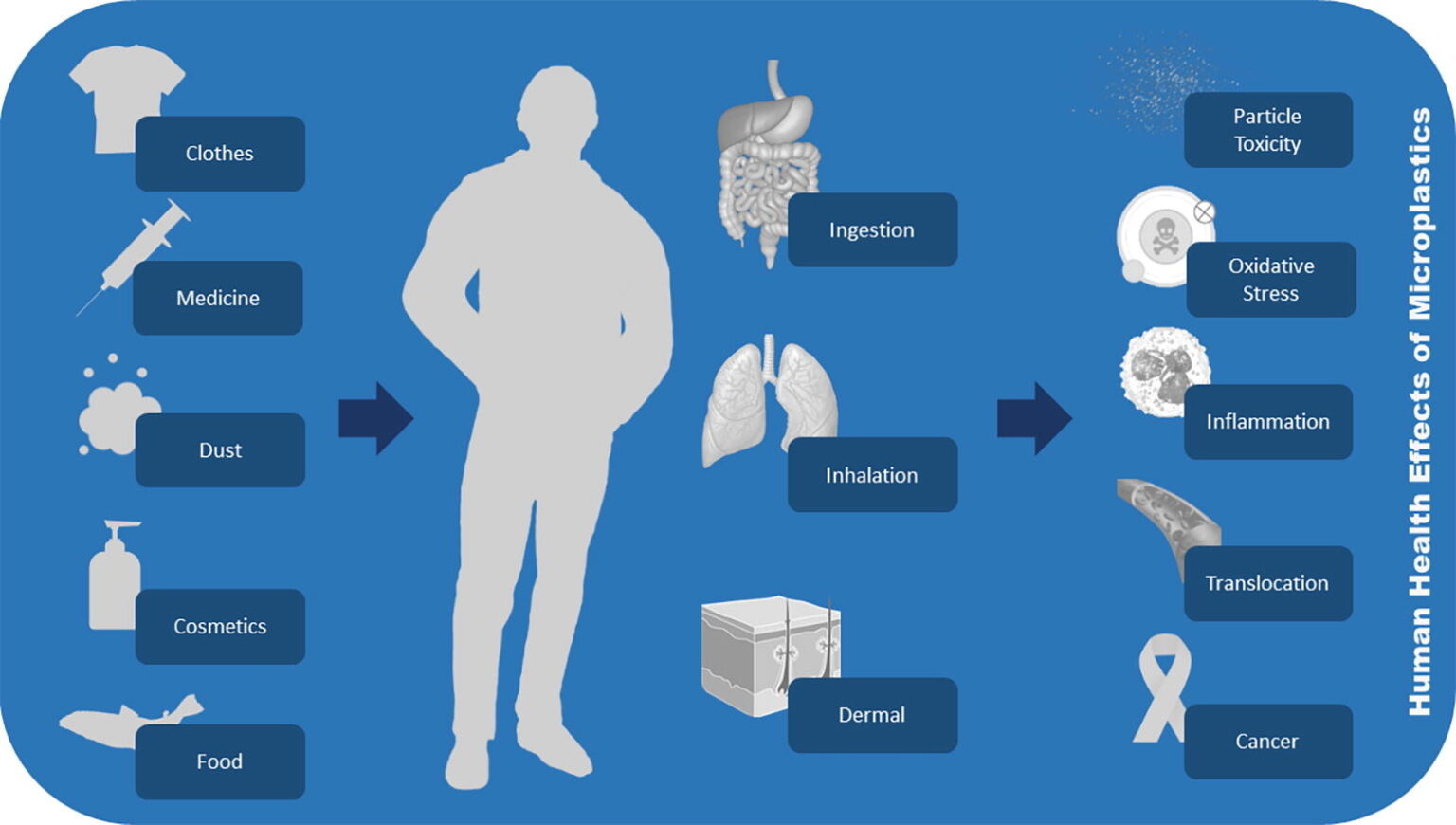 Microplastics Found in Human Testicles and Placenta